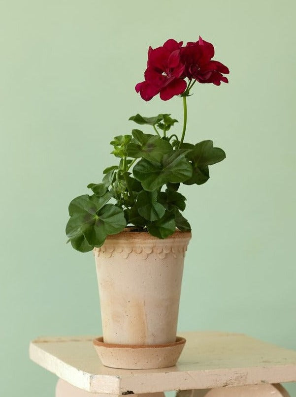 Walter Pine Florist - Philadelphia Same Day Flower Delivery