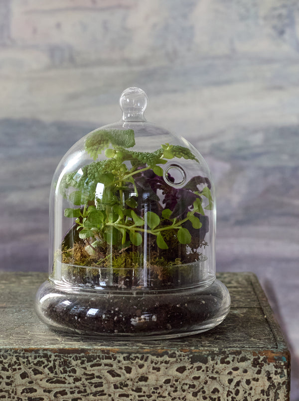 Dome Terrarium - Walter Pine Floral Studio