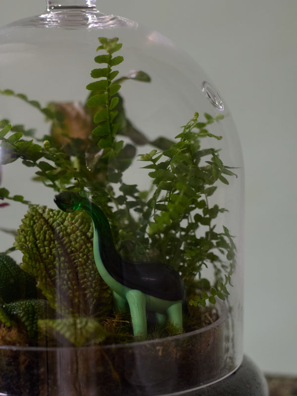 Dome Terrarium - Walter Pine Floral Studio