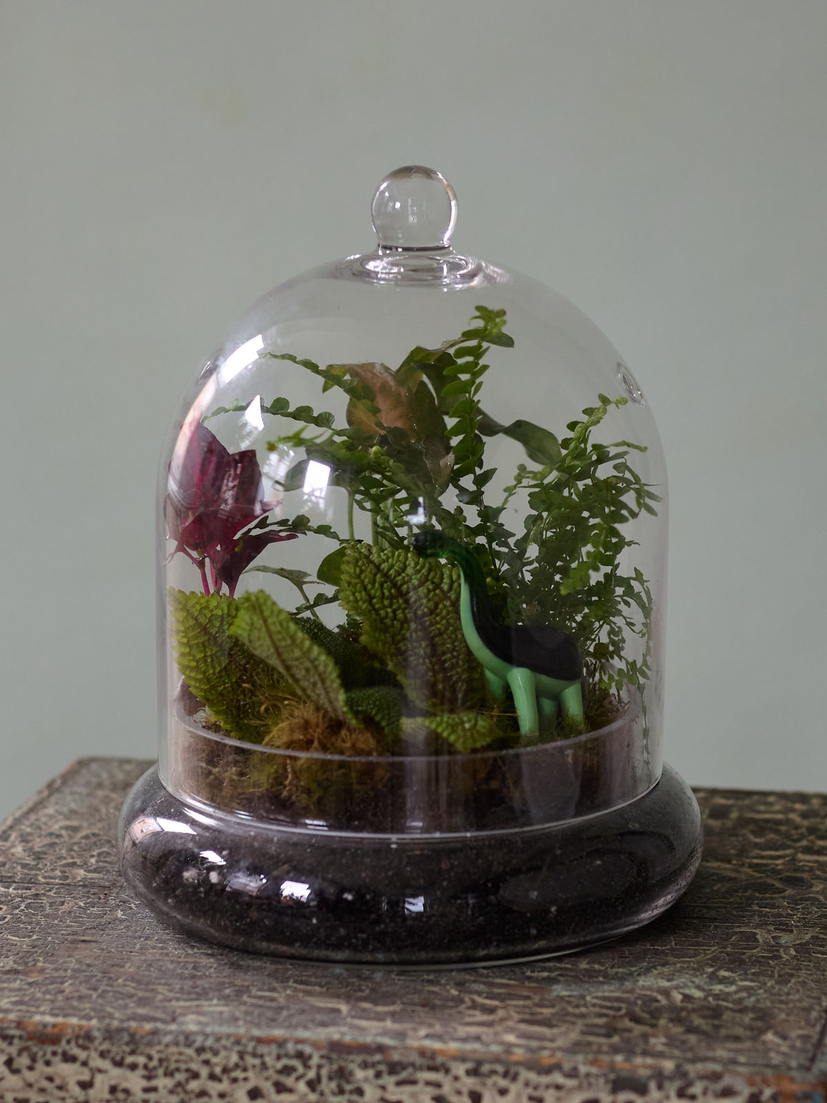 Dome Terrarium - Walter Pine Floral Studio