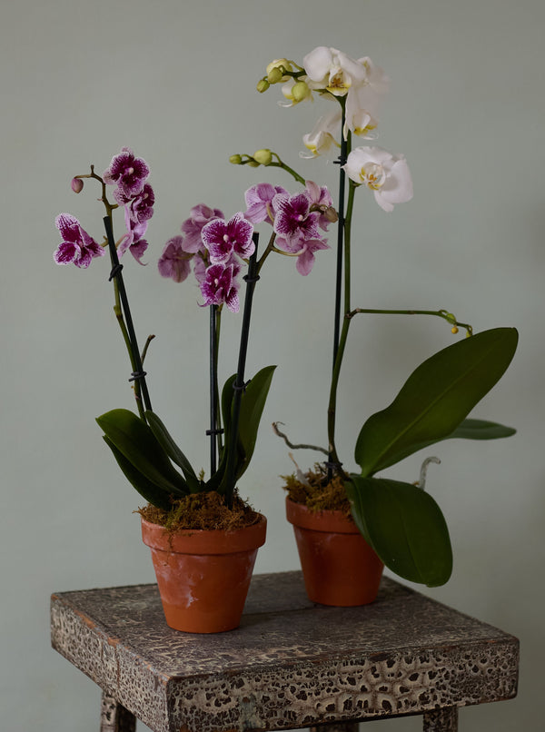 Walter Pine | Unique Gifts & Home Goods - Walter Pine Floral Studio