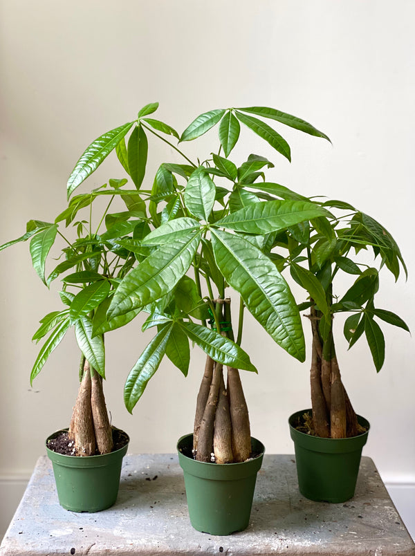 Money Tree, 4in. - Walter Pine Floral Studio