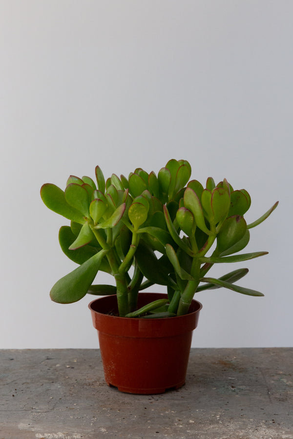 Jade, 4in - Walter Pine Floral Studio