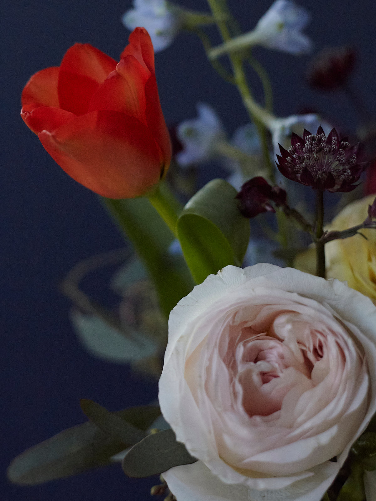 Mini Dutch Master - Walter Pine Floral Studio